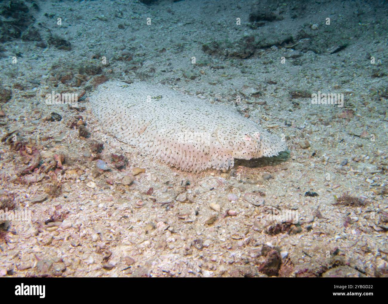 A flounder fish hides at the bottom of the Gulf of Oman in Fujairah ...