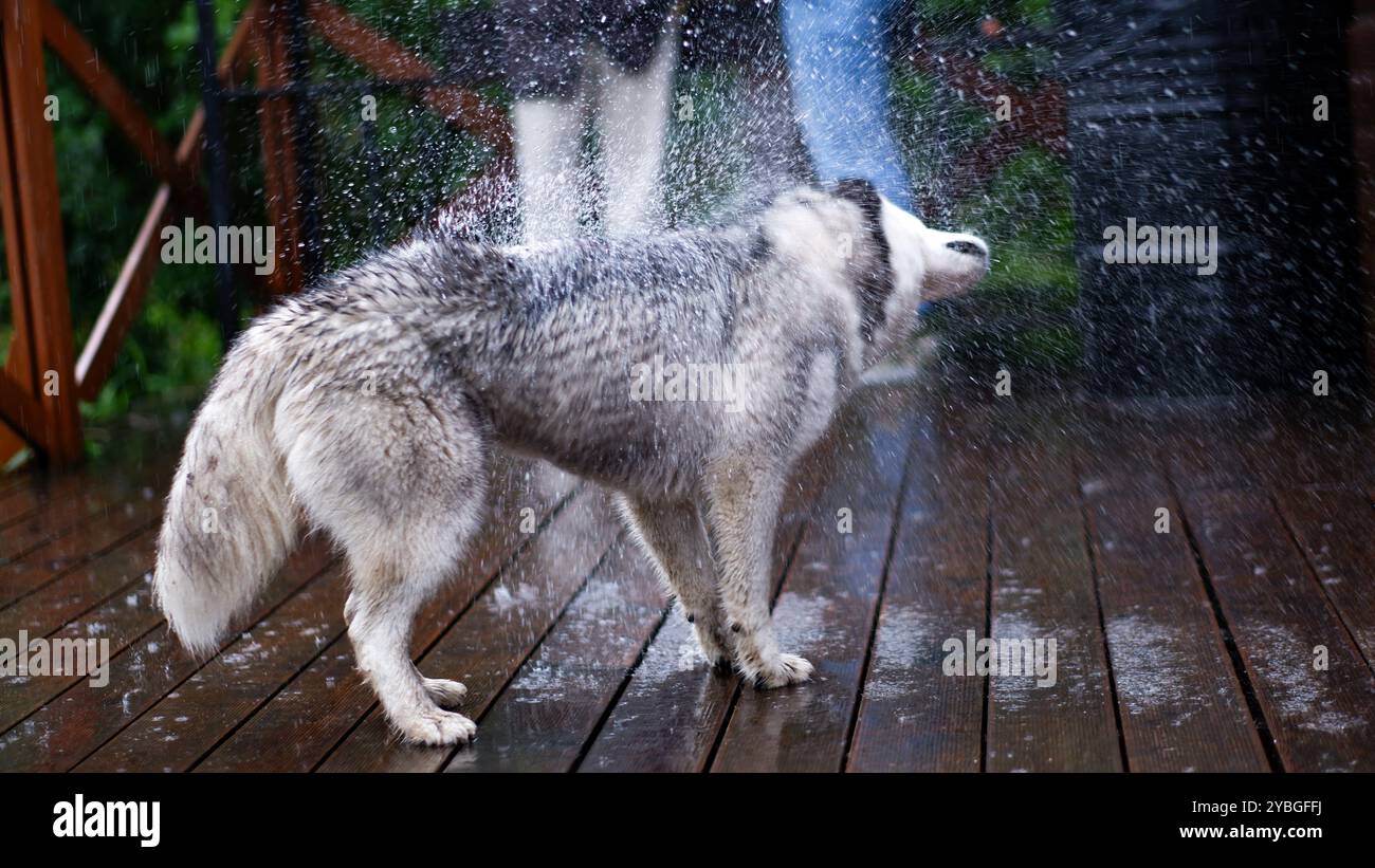 A gray stray dog got wet in the rain. The dog shakes off the water ...