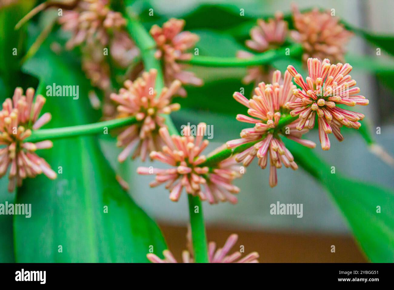 Variegated dracaenas hi-res stock photography and images - Alamy
