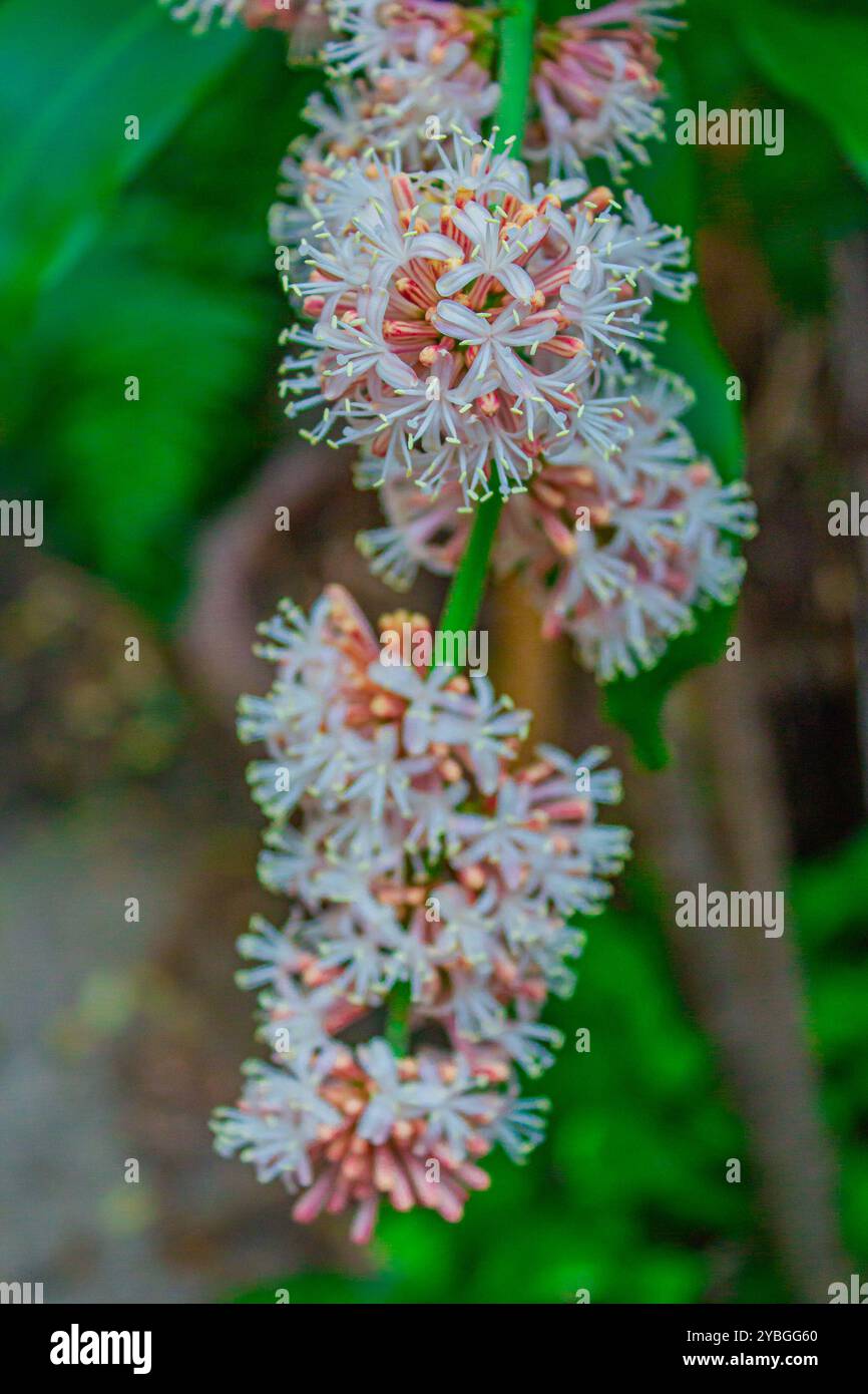 Flowers of dacaena fragrans, plant a popular indoor or houseplant Stock ...