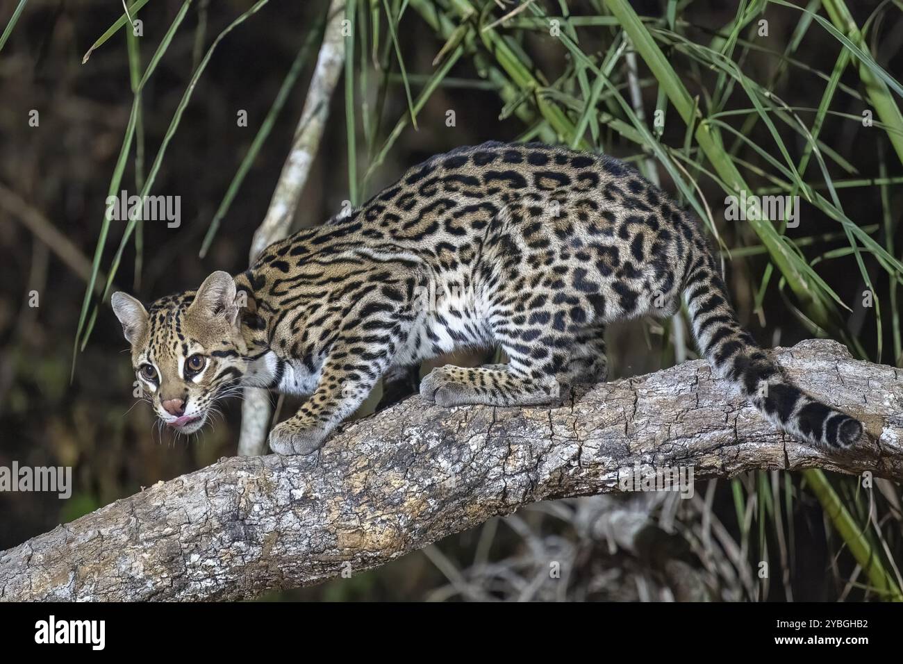 Ocelot (Leopardus pardalis), at night, climbing a branch, licking its ...