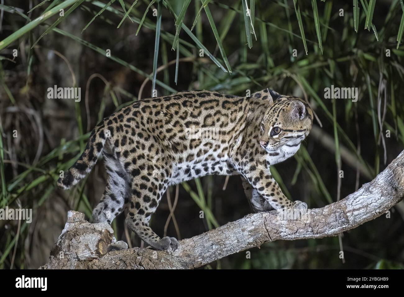 Ocelot (Leopardus pardalis), at night, climbing a branch, looking back ...