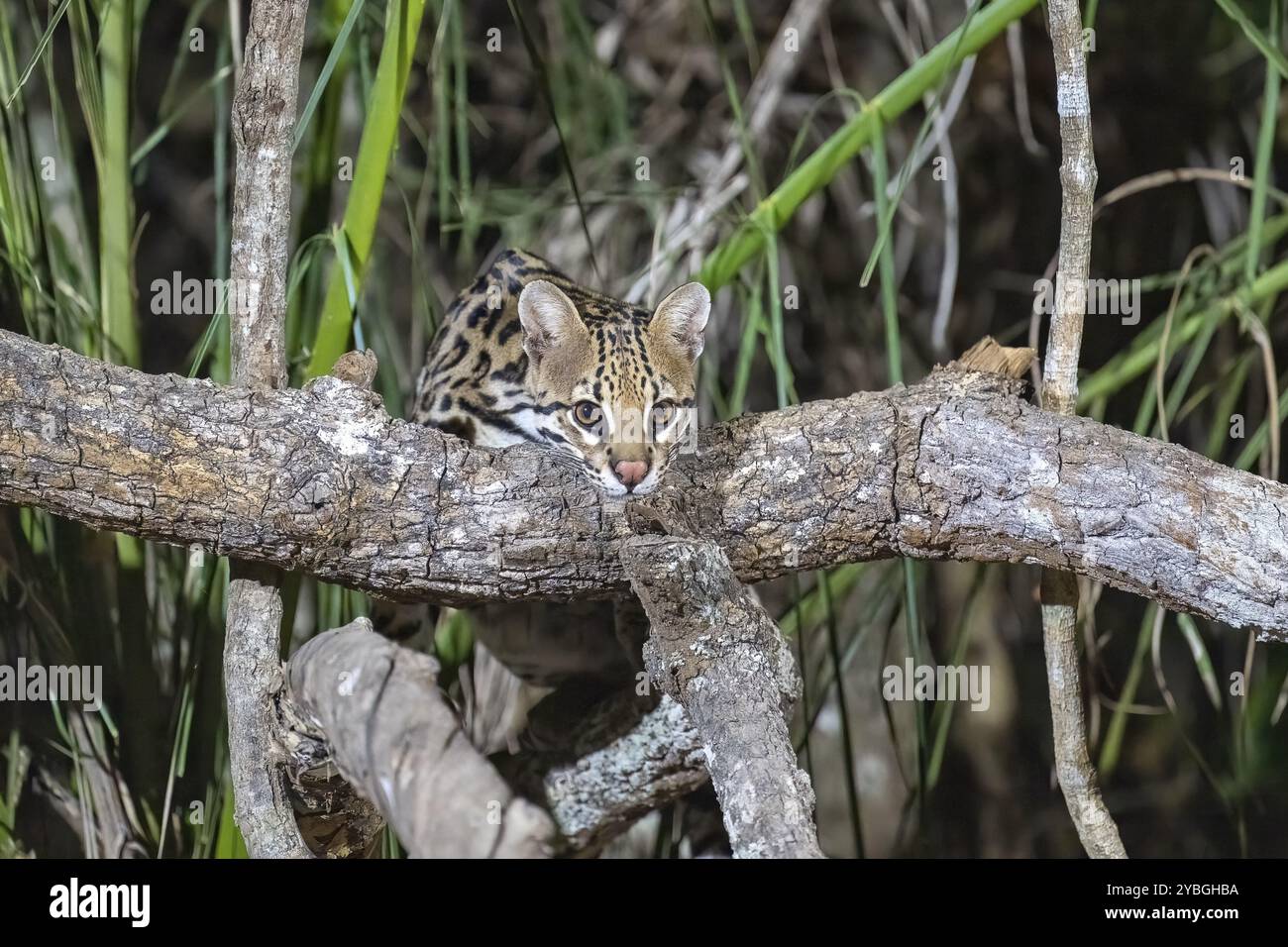Ocelot (Leopardus pardalis), at night, climbing over a branch, eye ...