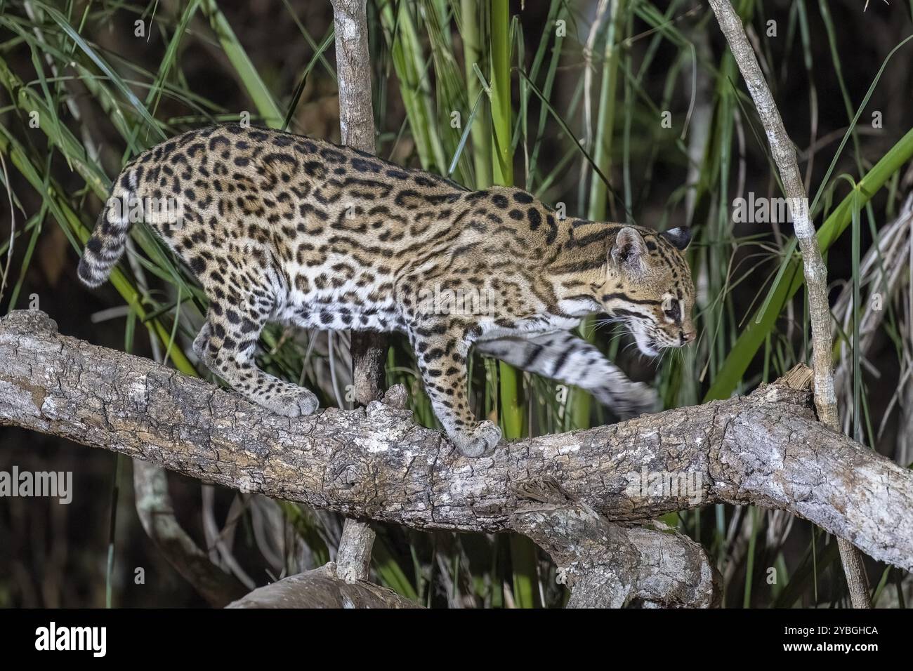Ocelot (Leopardus pardalis), at night, climbing on branch, Pantanal ...