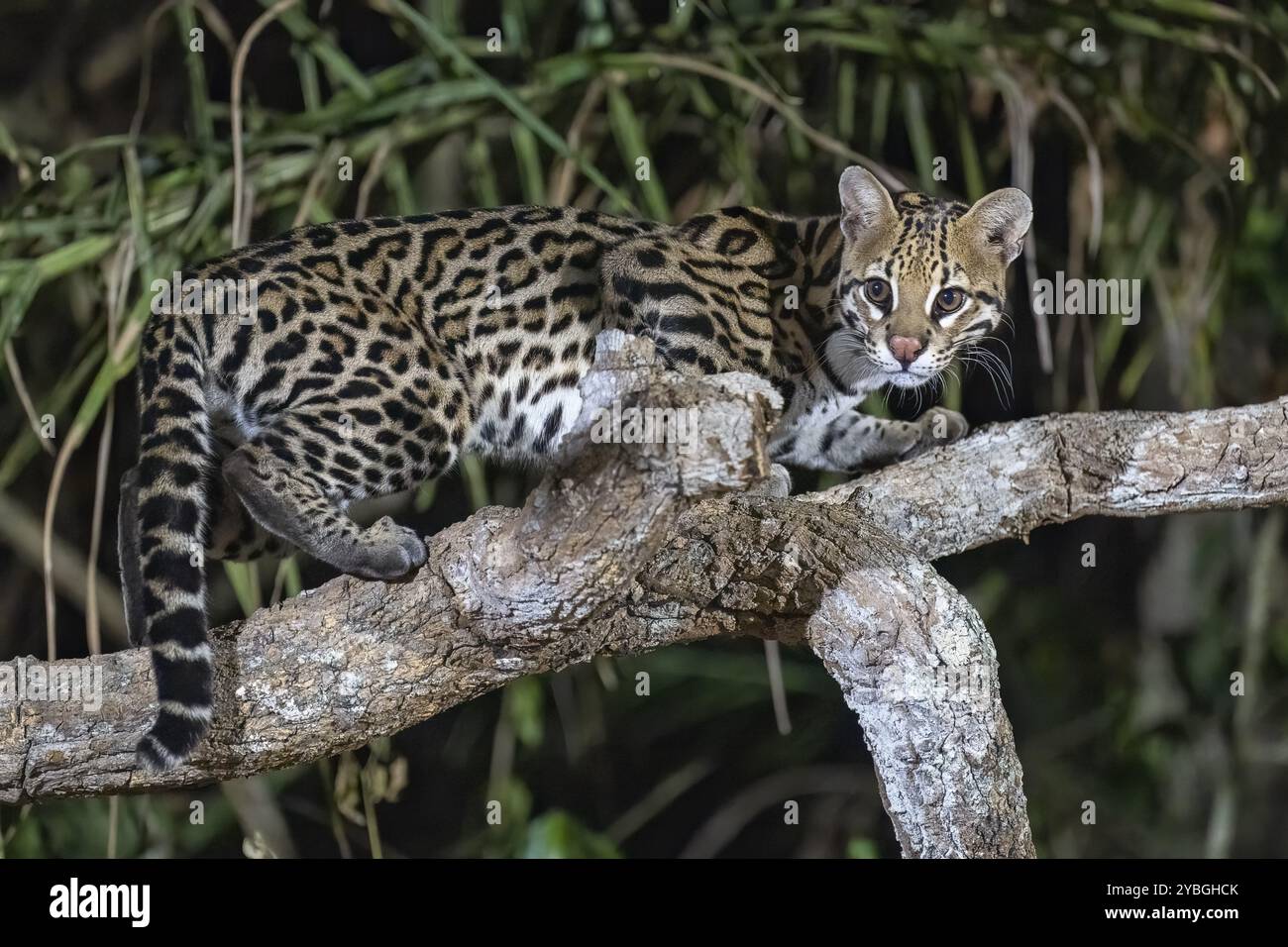 Ocelot (Leopardus pardalis), at night, climbing a branch, looking back ...