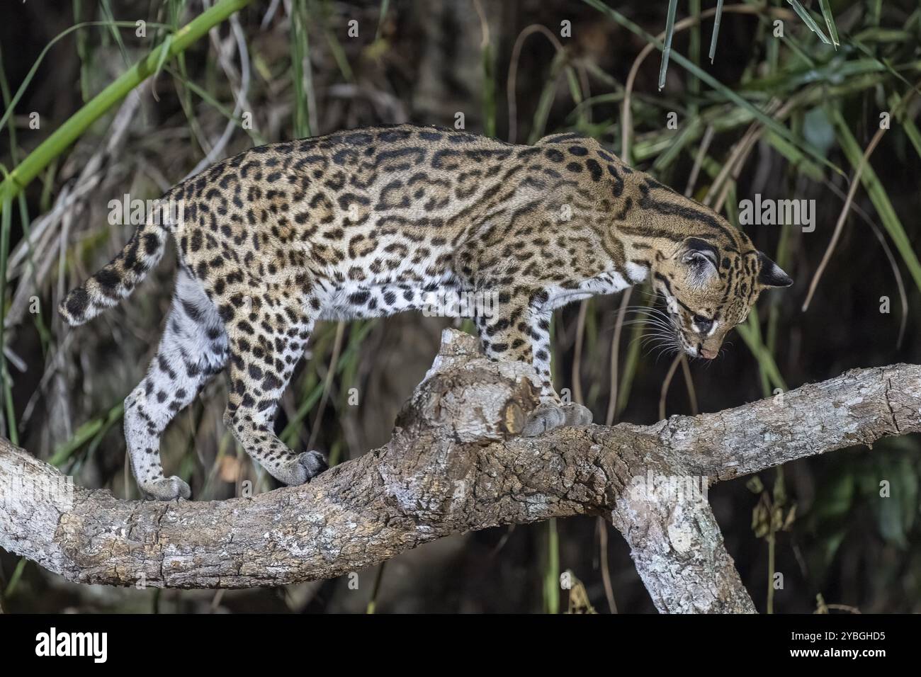 Ocelot (Leopardus pardalis), at night, climbing on branch, looking down ...