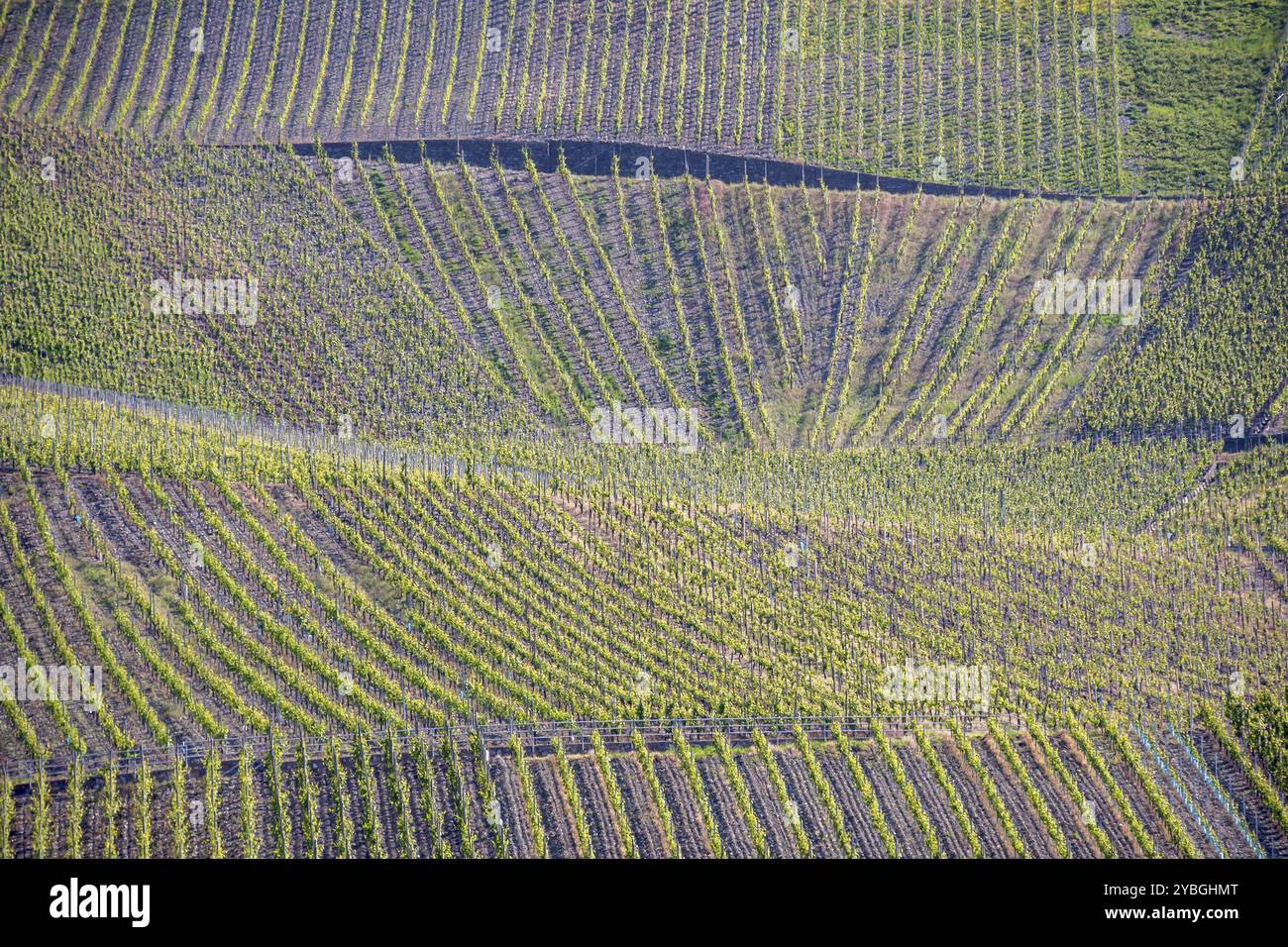 Vineyards on a steep slope on the Moselle, Rhineland-Palatinate ...