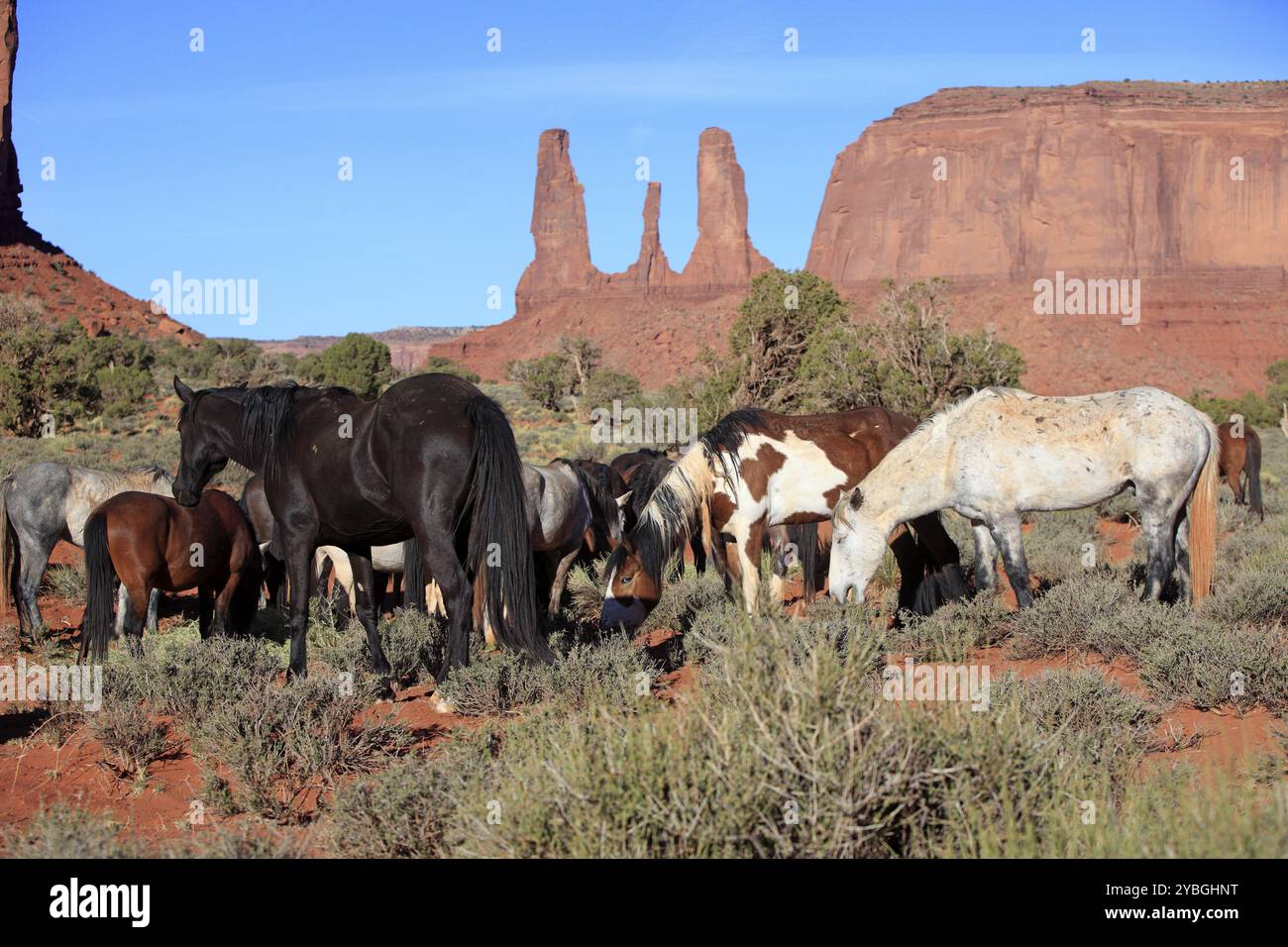 Wild mustang north america hi-res stock photography and images - Alamy