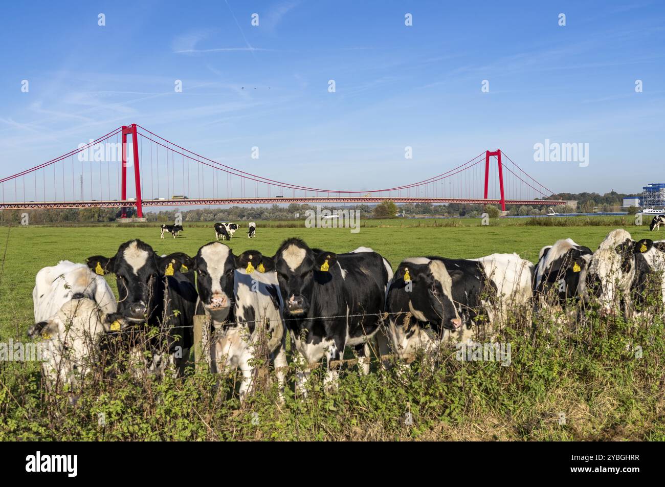 The Rhine bridge Emmerich, federal road B220, longest suspension bridge ...