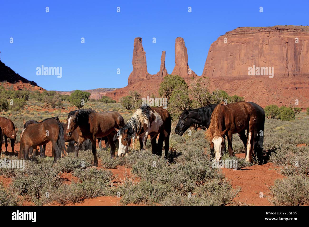 North american desert group of animals hi-res stock photography and ...