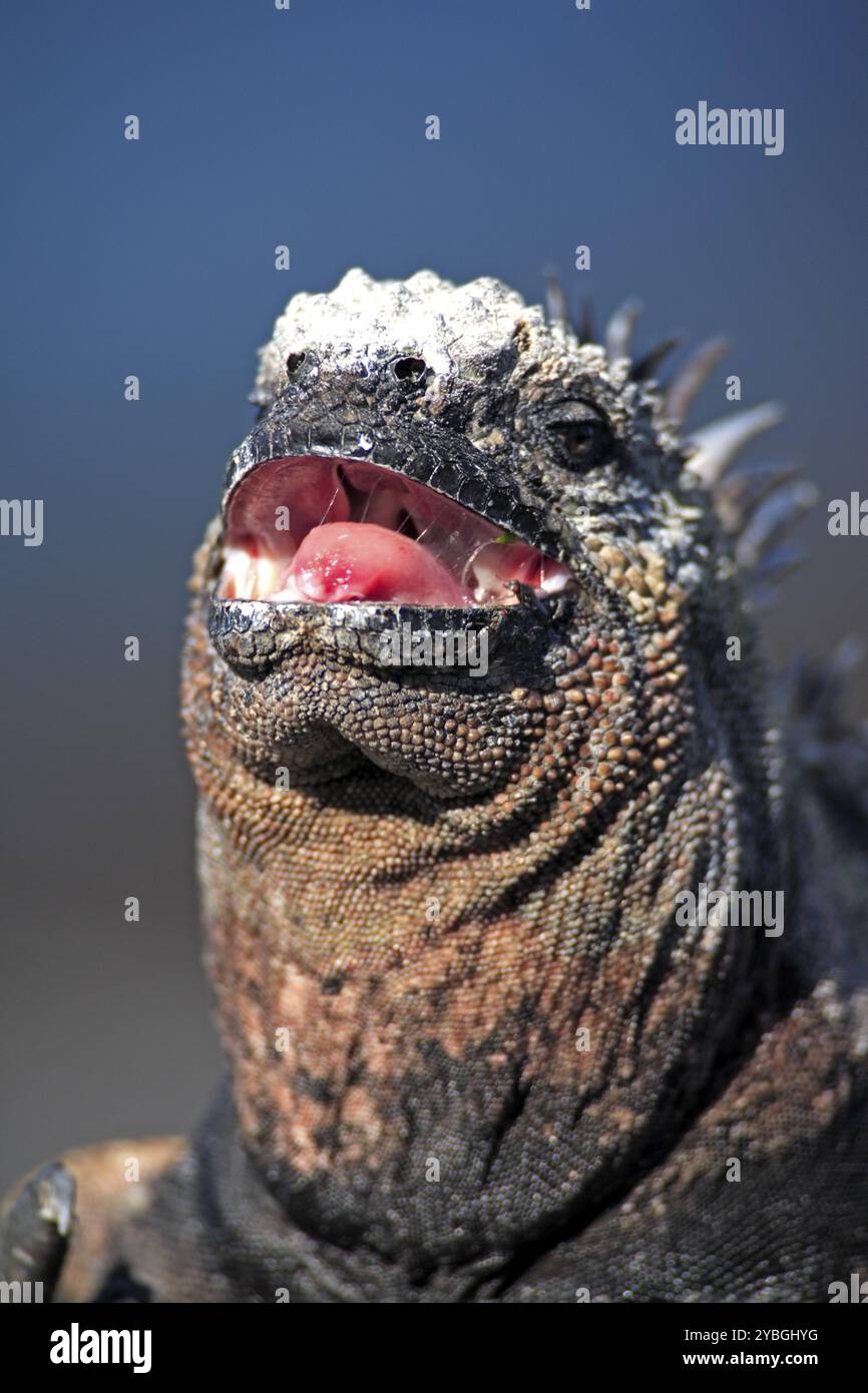 Marine lizard (Amblyrhynchus Scalloped ribbonfish), adult, male ...