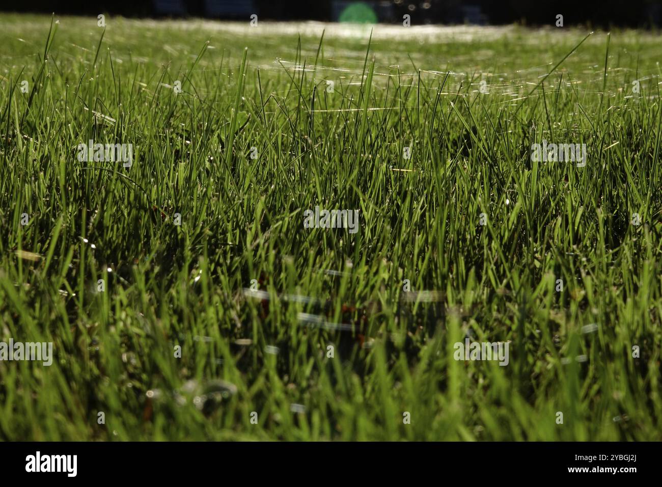Meadow in October with spider webs, Saxony, Germany, Europe Stock Photo ...