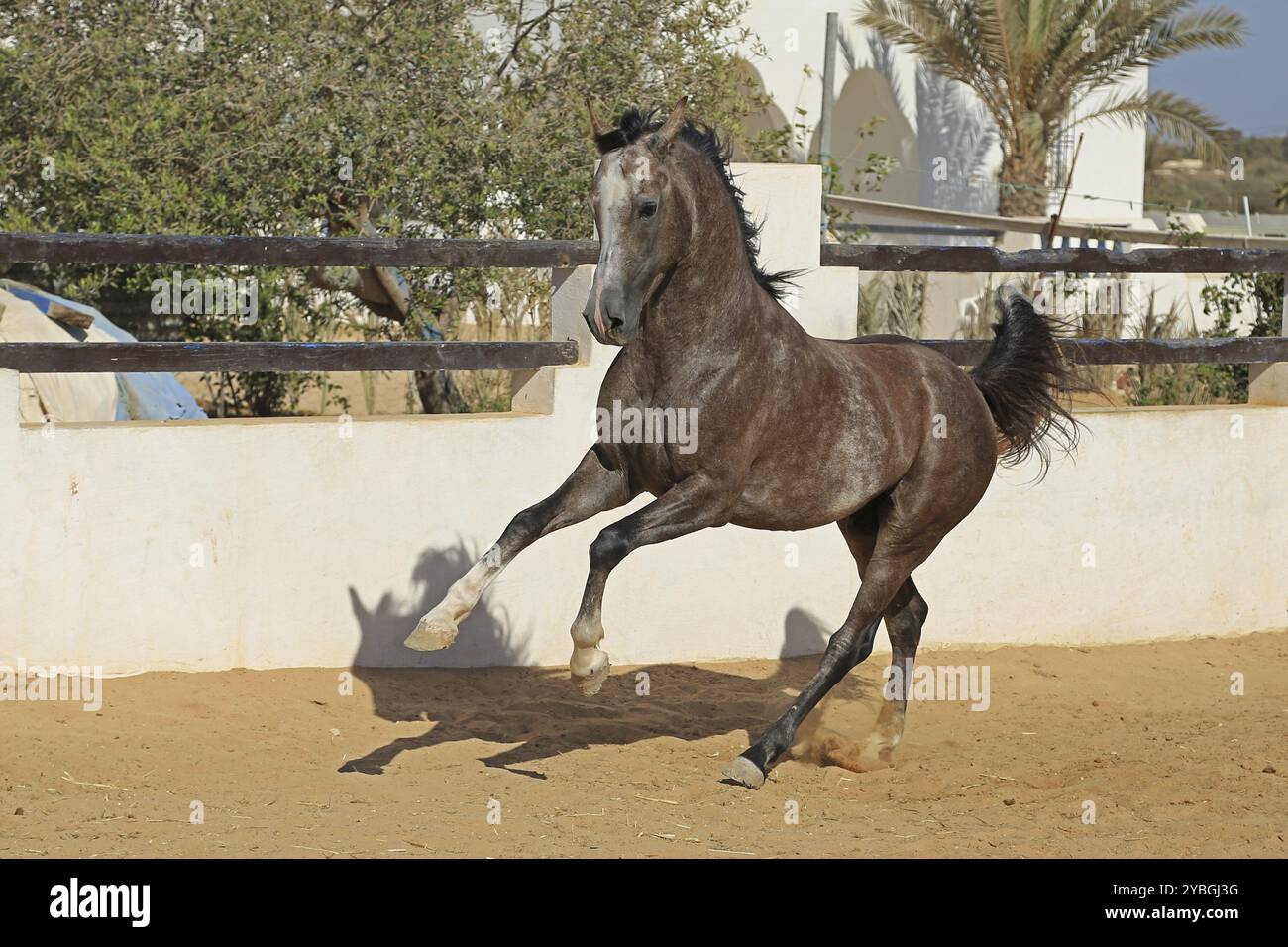 Arabian horse, thoroughbred Arabian, Djerba, Tunisia, Africa Stock ...