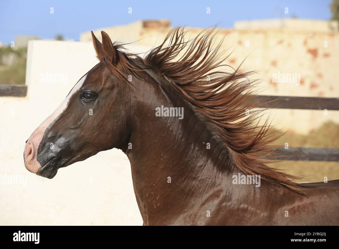 Arabian horse, thoroughbred Arabian, Djerba, Tunisia, Africa Stock ...