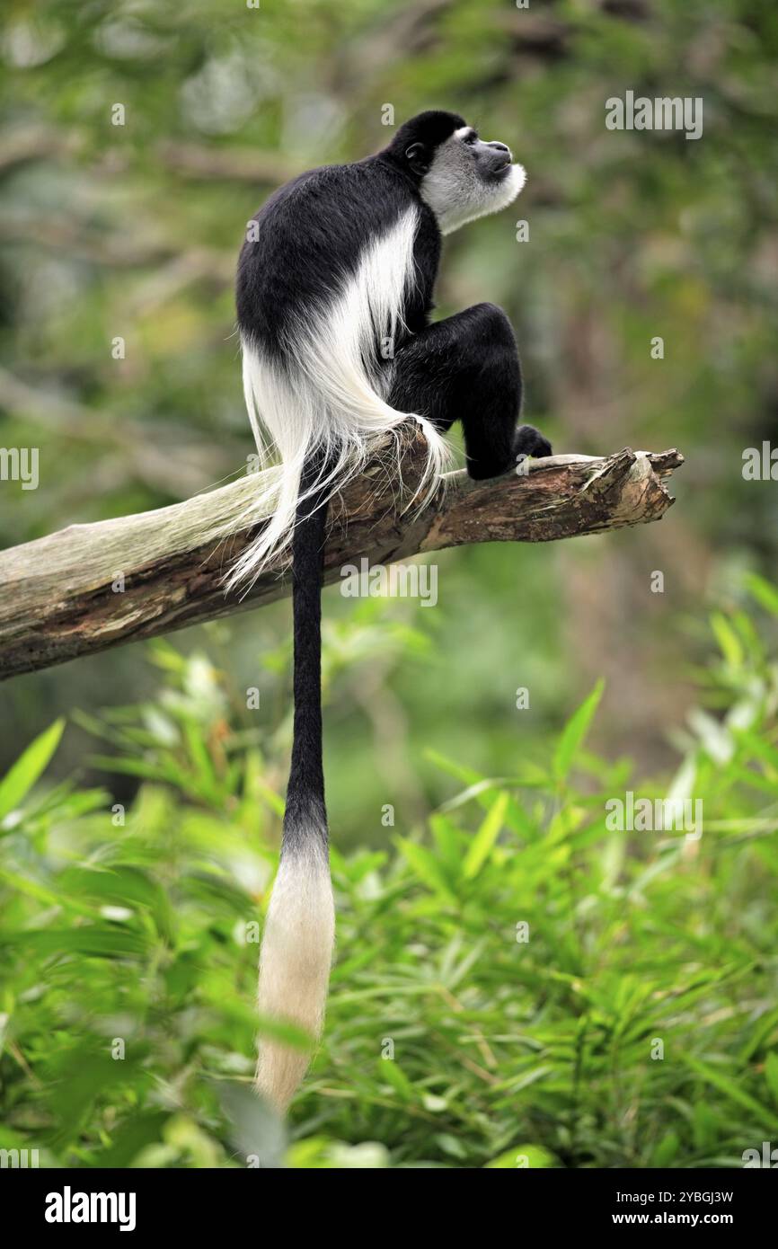 Angola tree hi-res stock photography and images - Alamy