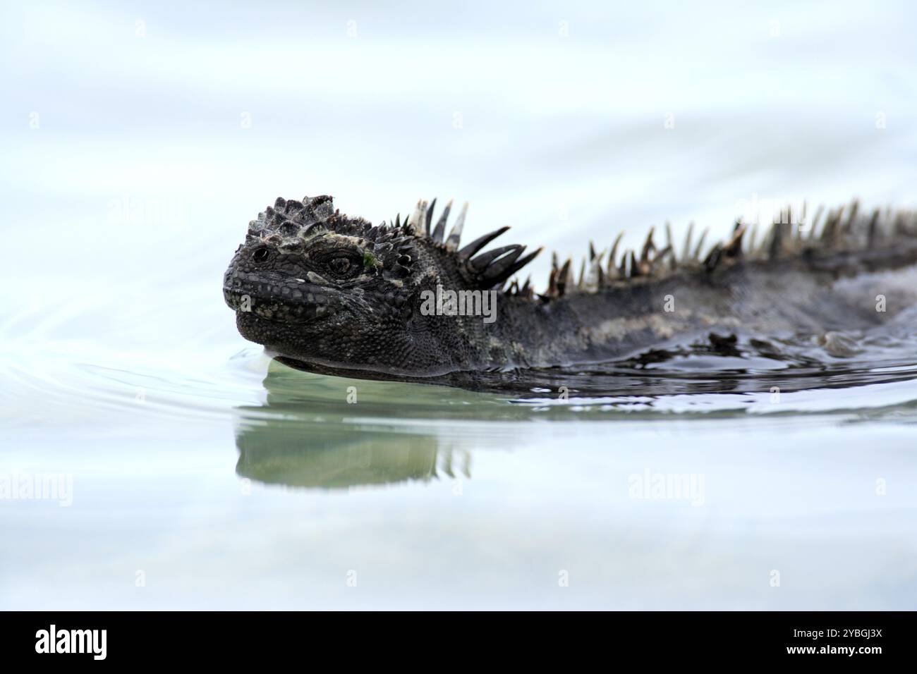 Marine lizard (Amblyrhynchus Scalloped ribbonfish), adult, water, sea ...