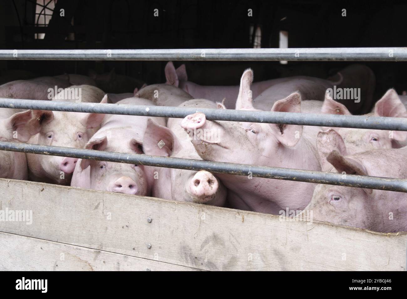 Domestic pig (Sus scrofa domesticus), pigsty, look, Germany, The pigs ...