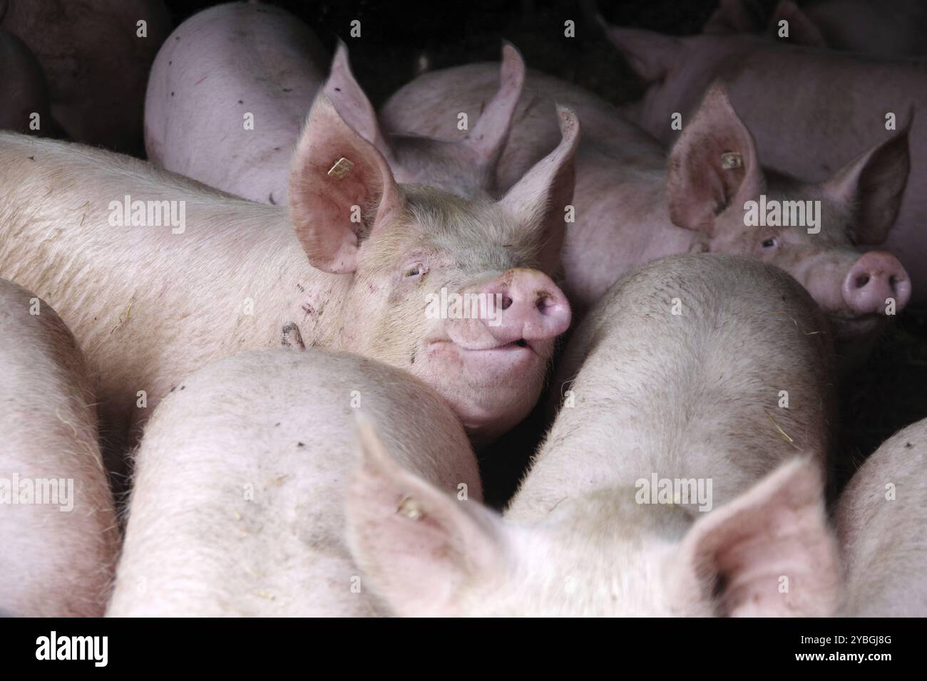 Domestic pig (Sus scrofa domesticus), pigsty, looking, Germany, The ...