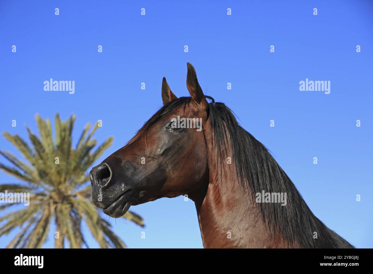 Jerba people hi-res stock photography and images - Alamy