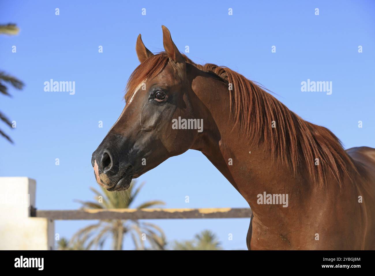 Arabian horse, thoroughbred Arabian, Djerba, Tunisia, Africa Stock ...