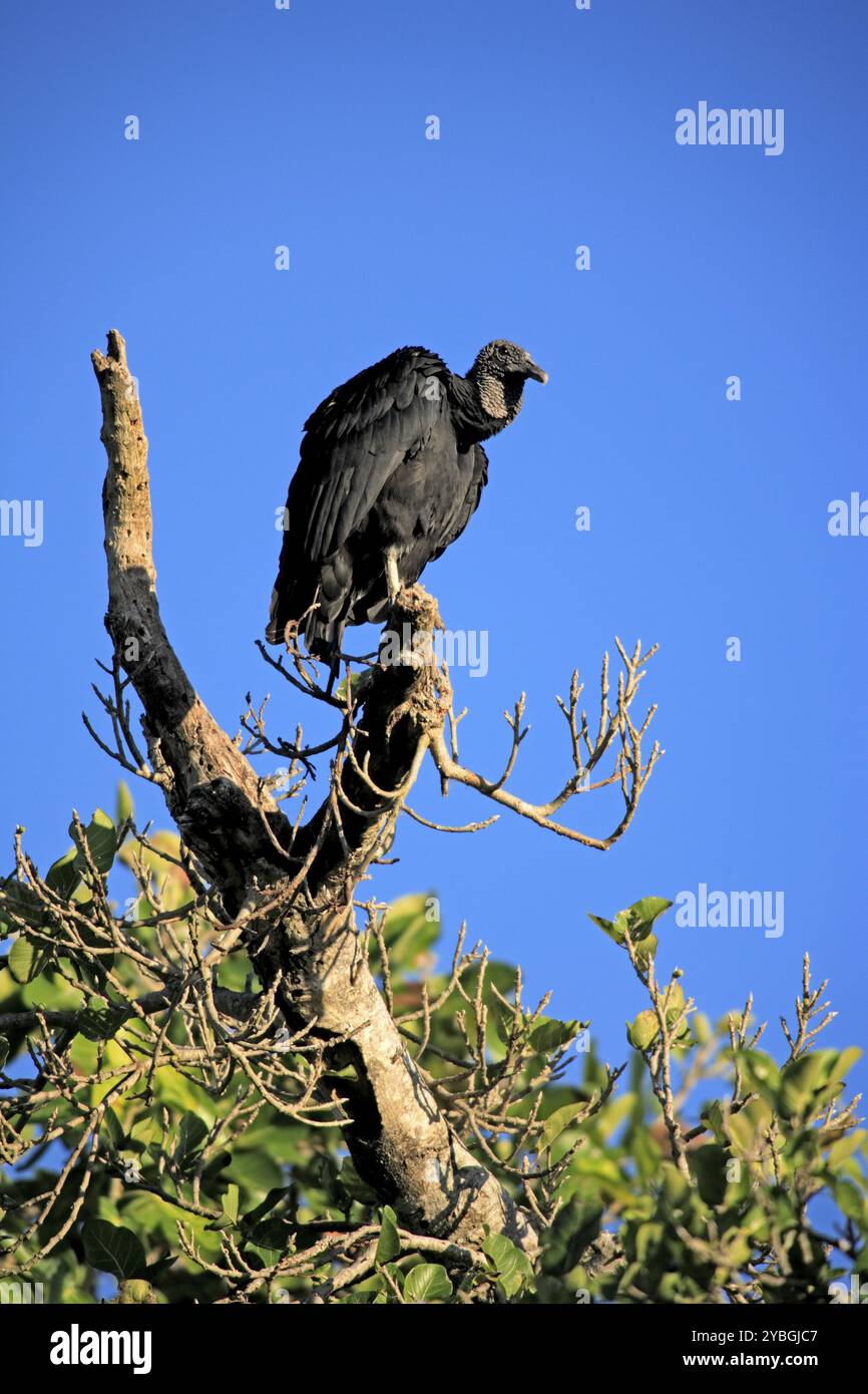 Raven vulture (Coragyps atratus), adult, resting on a tree, Pantanal ...