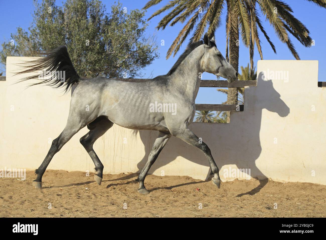 Arabian horse, thoroughbred Arabian, Djerba, Tunisia, Africa Stock ...