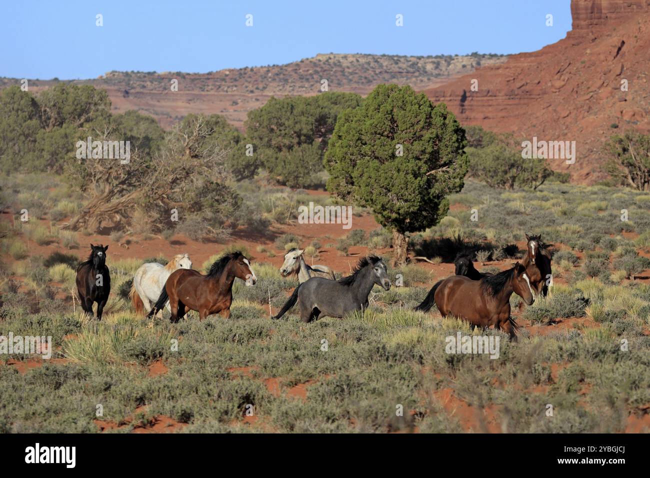 Wild mustang north america hi-res stock photography and images - Alamy