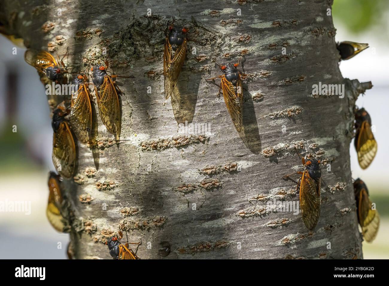 The 17-year cicada, Magicicada cassini, emerges in vast numbers in ...