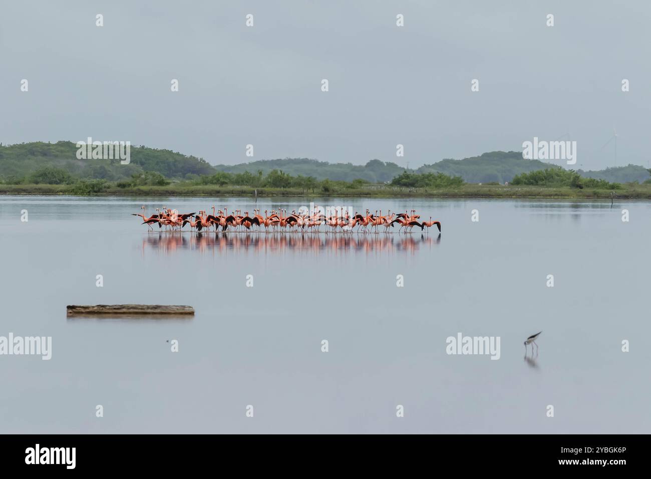 Mexico. Celestun Biosphere Reserve. The flock of American flamingos ...