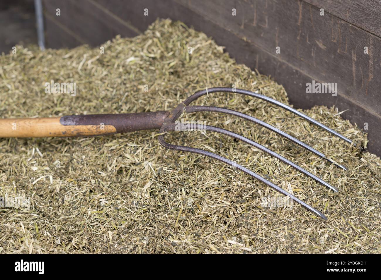 Traditional manure fork with four teeth for spreading of cattle feed ...