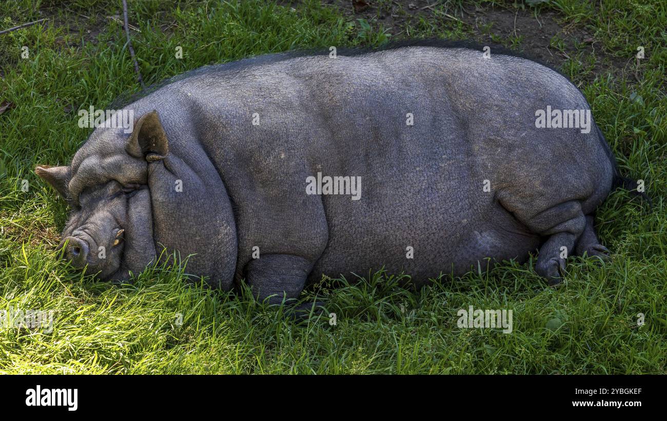 A pot-bellied pig lies asleep in the grass Stock Photo - Alamy