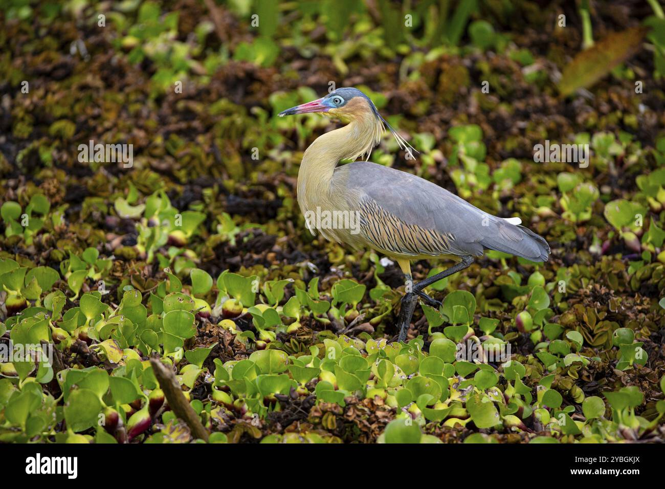 Whistling heron (Syrigma sibilatrix) Pantanal Brazil Stock Photo - Alamy