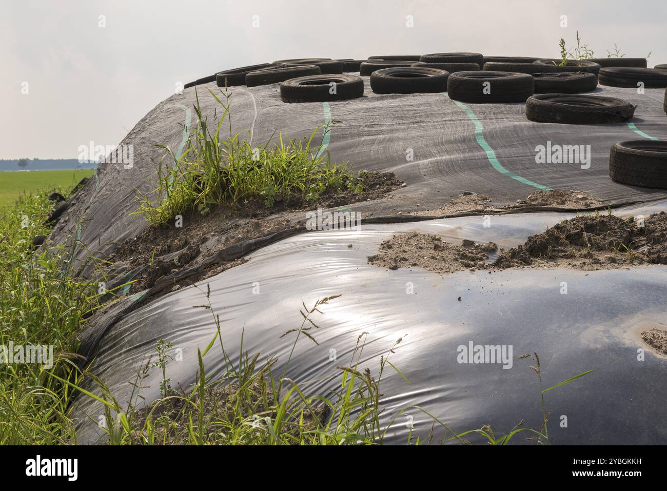 Traditional Dutch ensilage on a dairy farm in the North of the ...