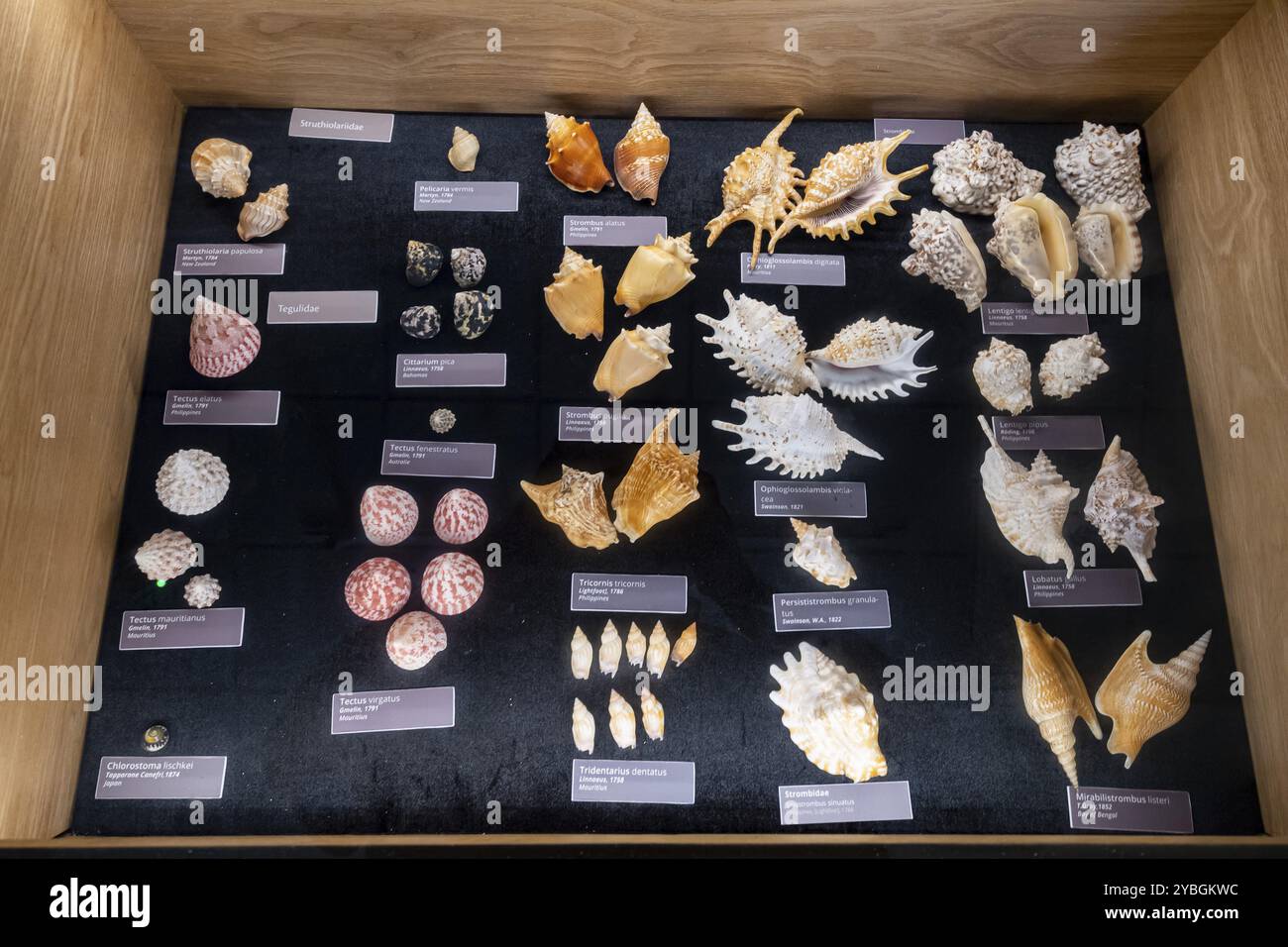Museum, World of Seashells exhibition, Gattundg Strombidae, Bel Ombre ...