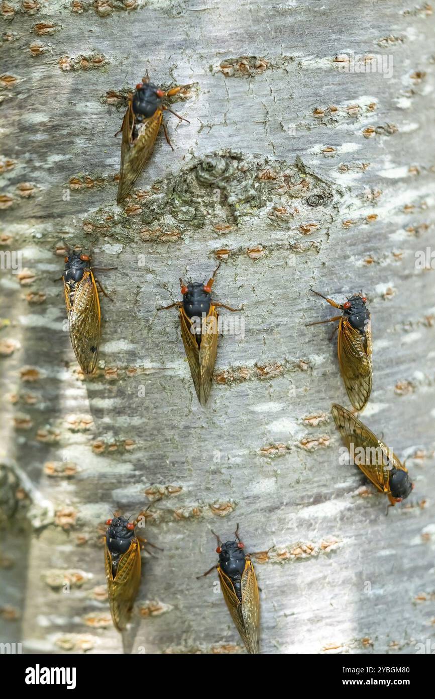 The 17-year cicada, Magicicada cassini, emerges in vast numbers in ...
