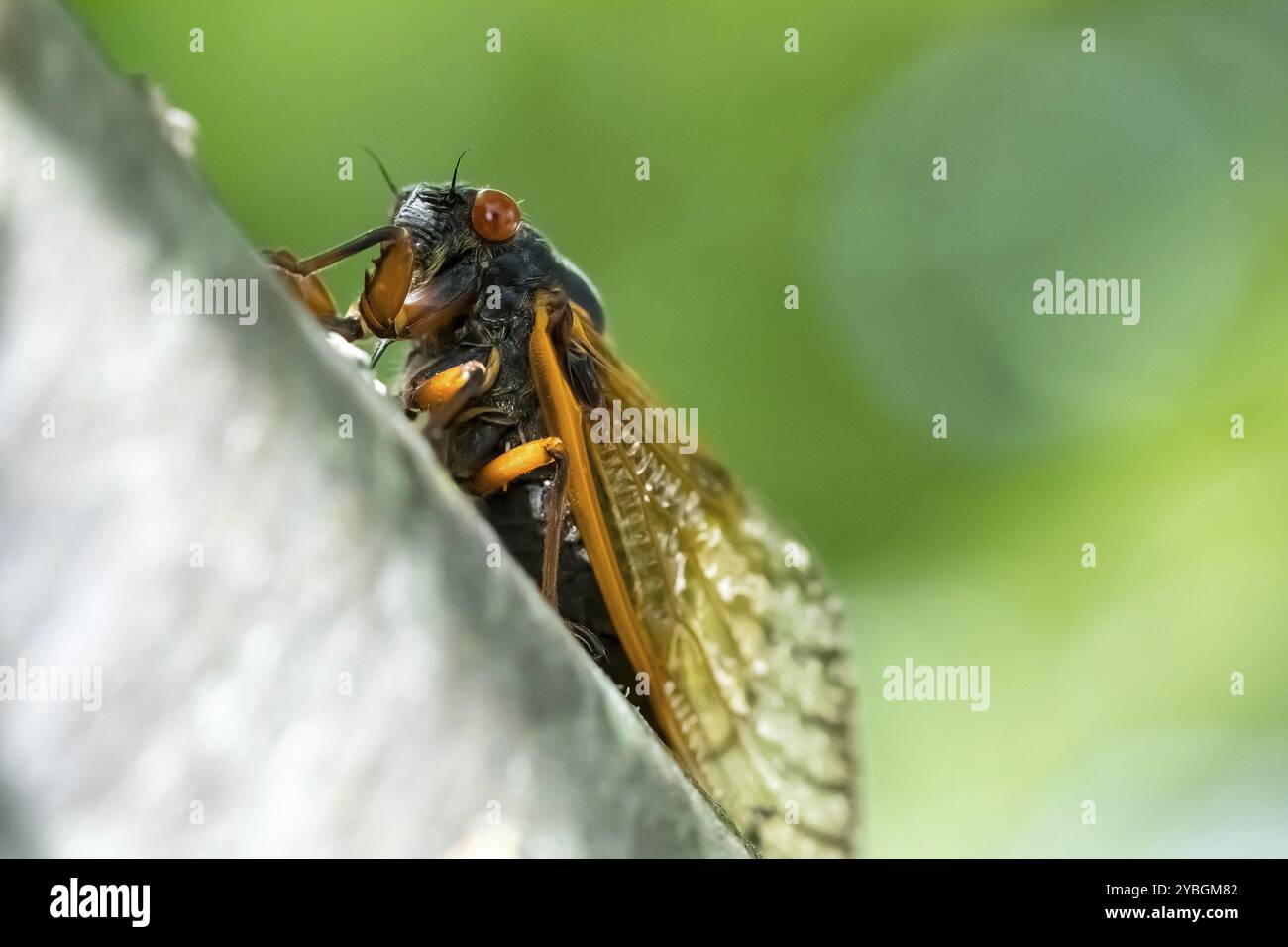 Every habitat hi-res stock photography and images - Alamy