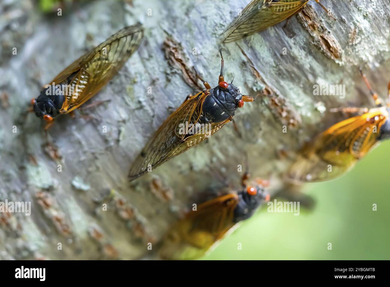 The 17-year cicada, Magicicada cassini, emerges in vast numbers in ...