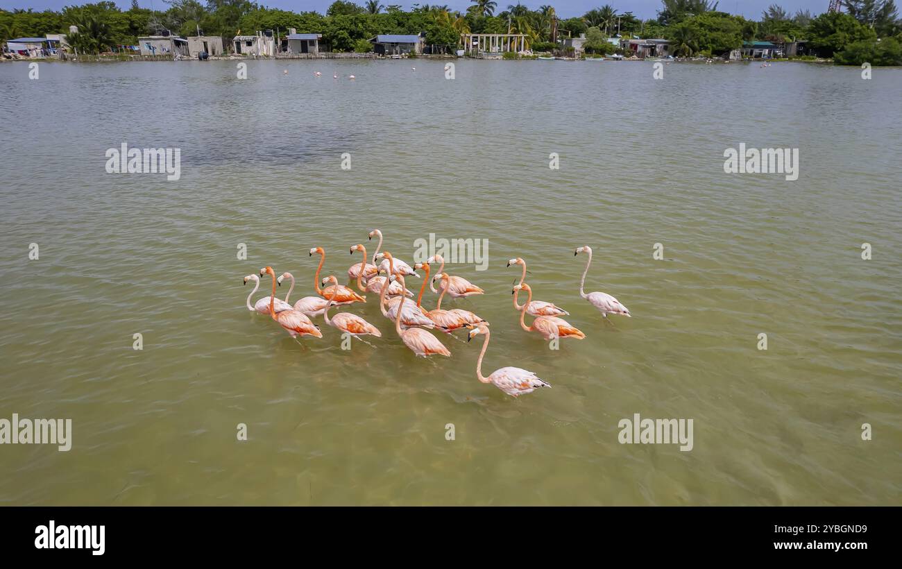 Mexico. Celestun Biosphere Reserve. The flock of American flamingos ...