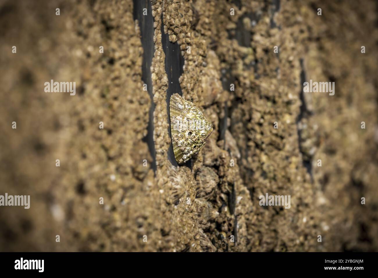 Mussels shells on stone hi-res stock photography and images - Alamy