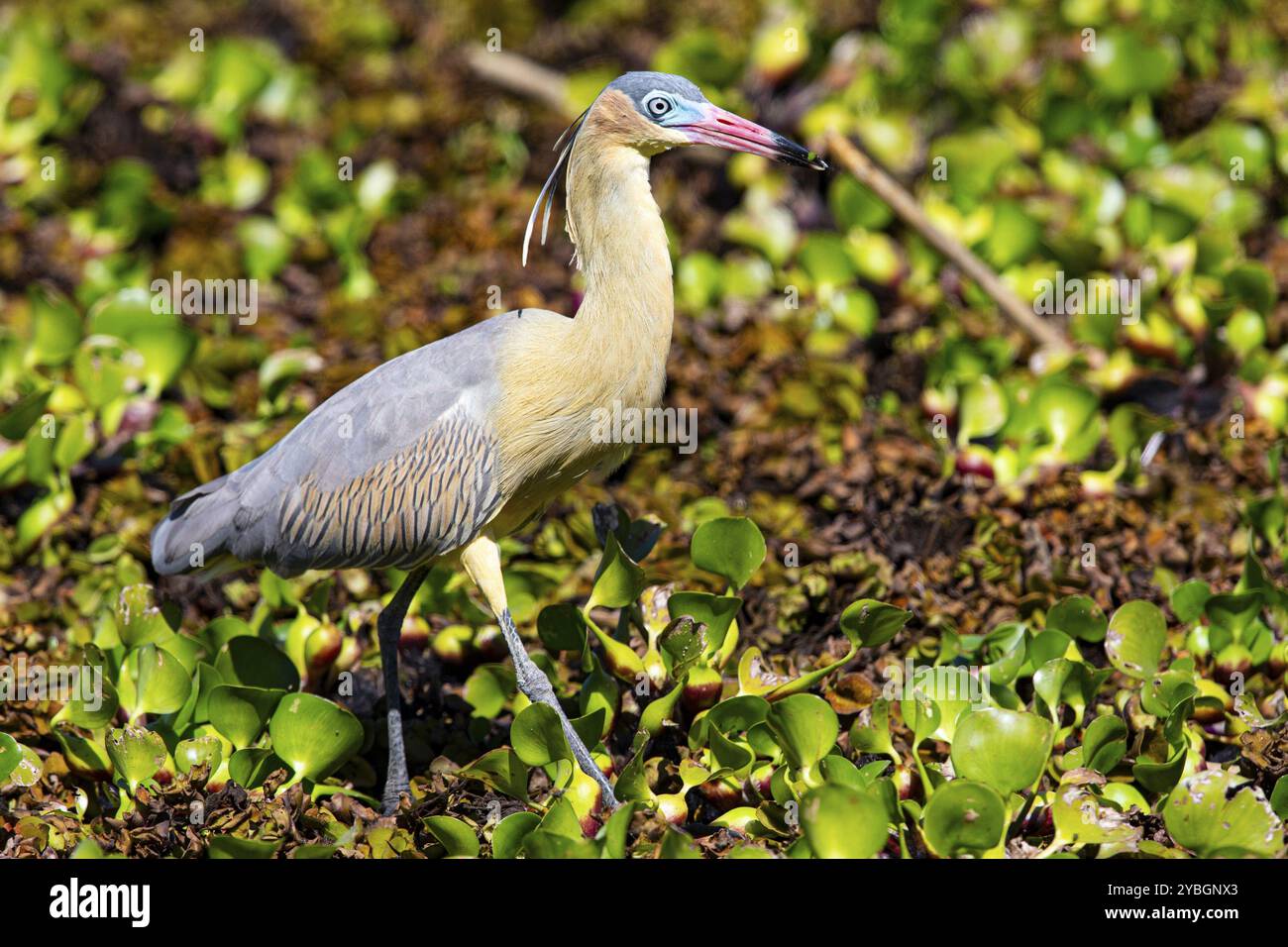 Whistling heron (Syrigma sibilatrix) Pantanal Brazil Stock Photo - Alamy