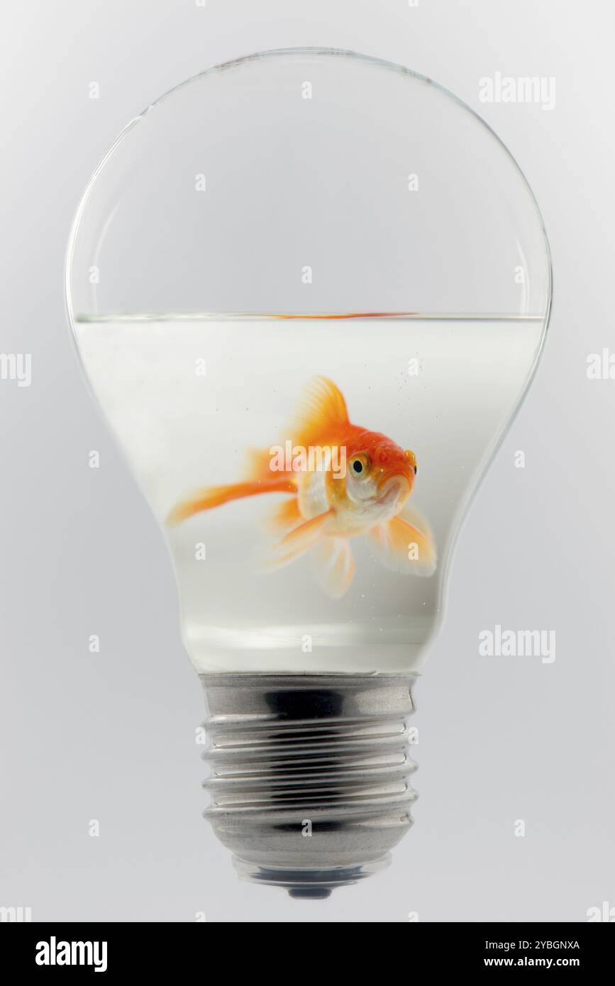 Concept of a goldfish in a light bulb Stock Photo - Alamy