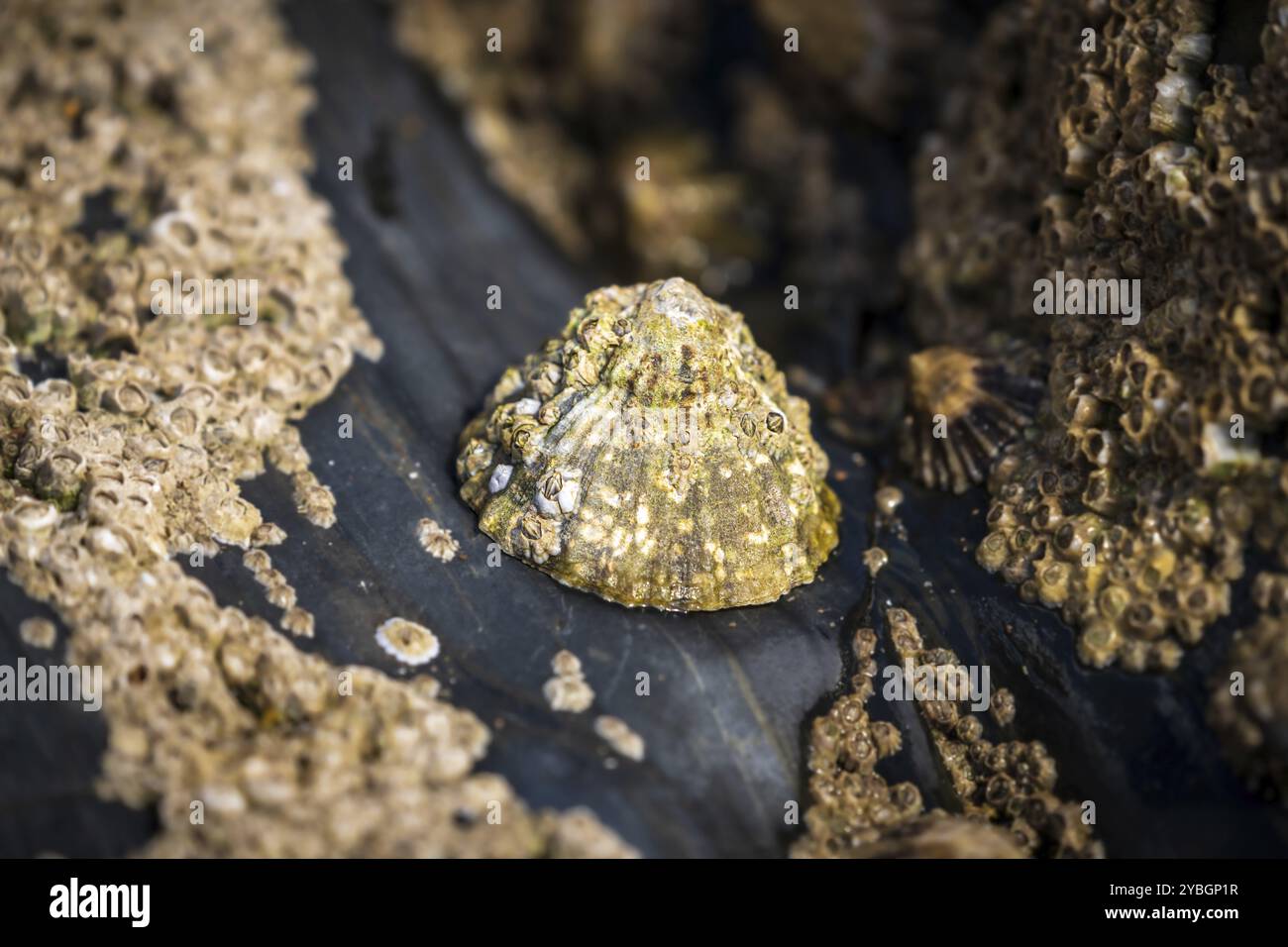 A shell that has grown onto a stone on the beach Stock Photo - Alamy