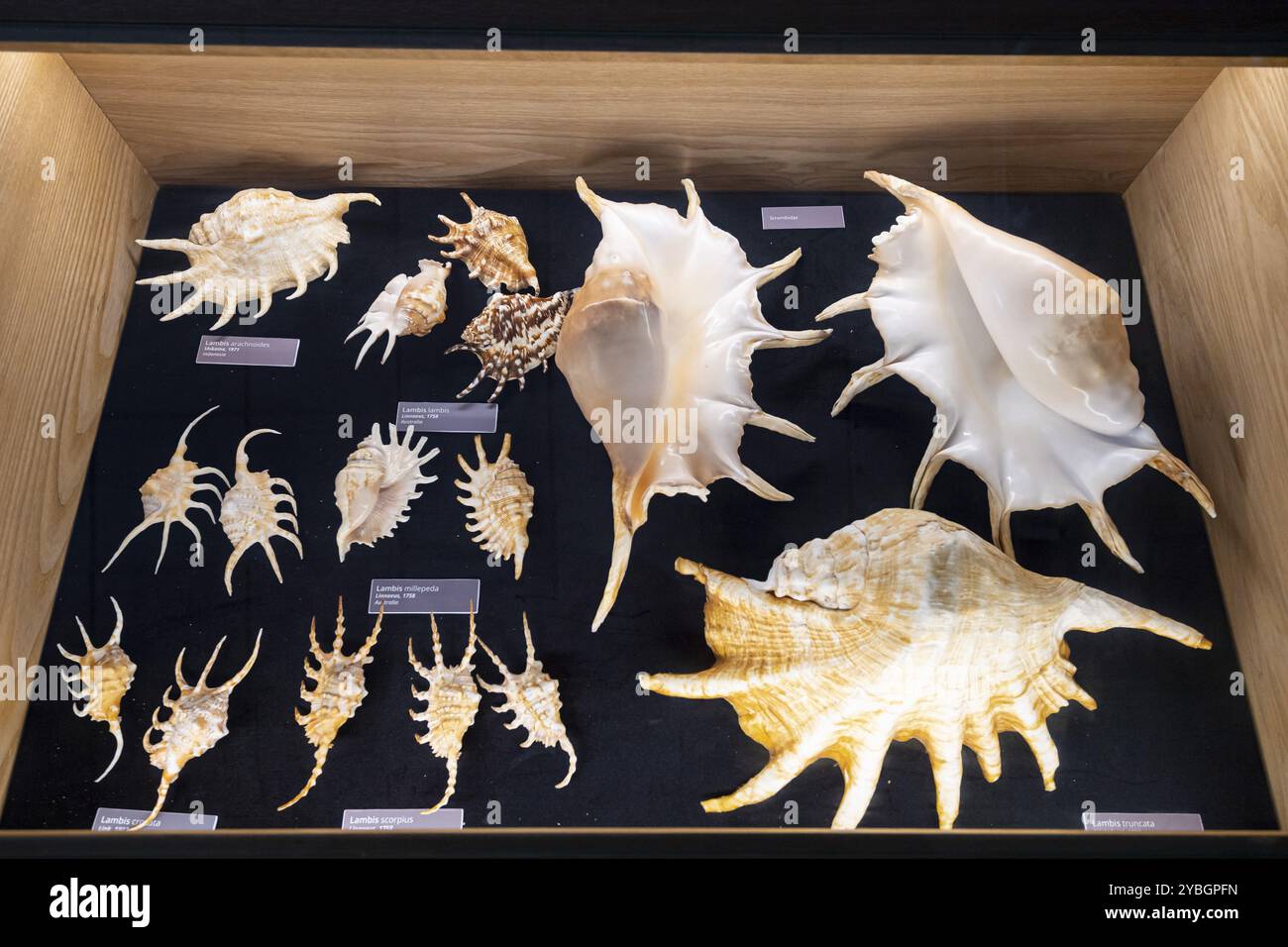Museum, World of Seashells exhibition, Gattundg Strombidae, Bel Ombre ...