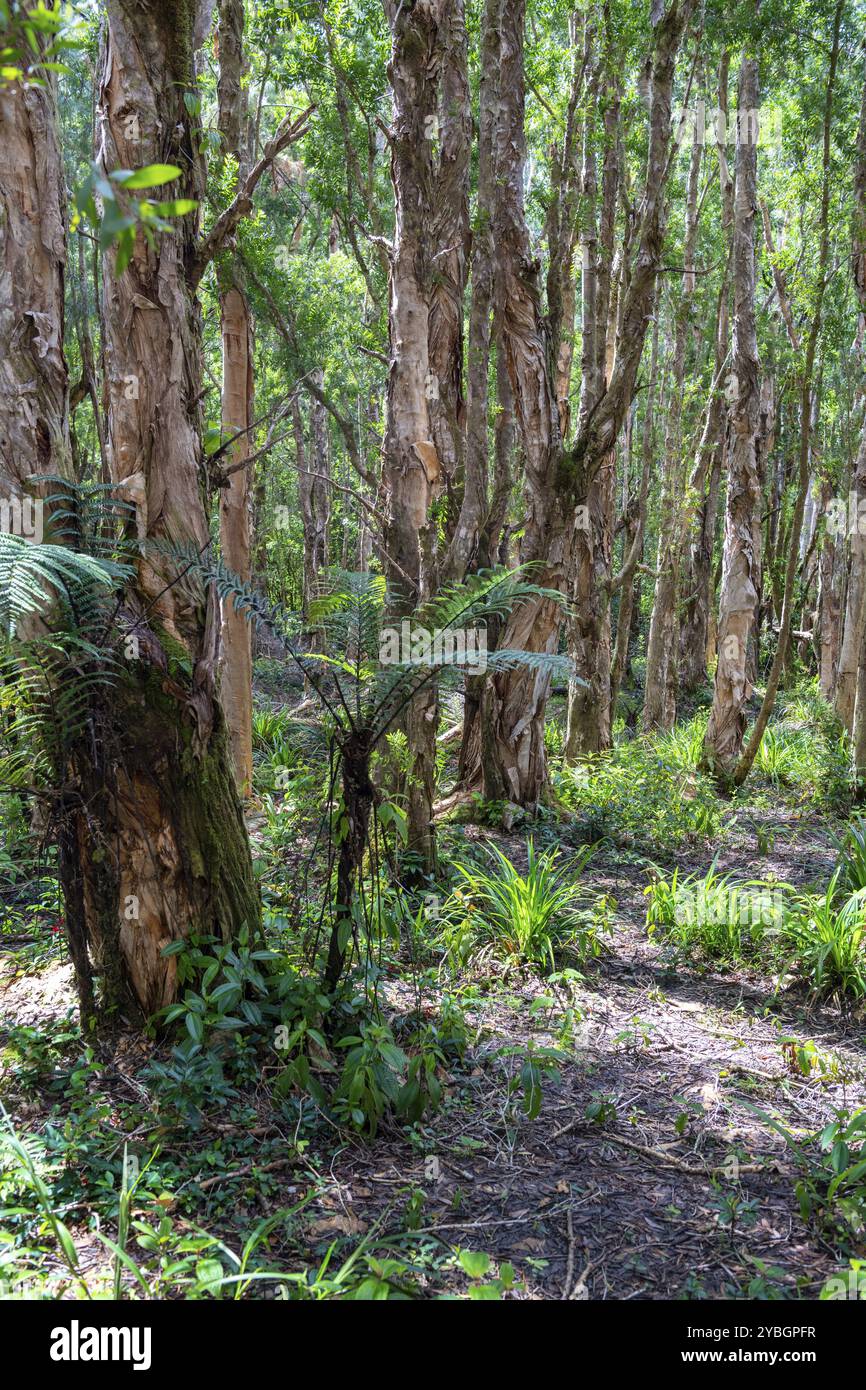 Paper Bark tree, Paper bark tree (Melaleuca quinquenervia), Black River ...