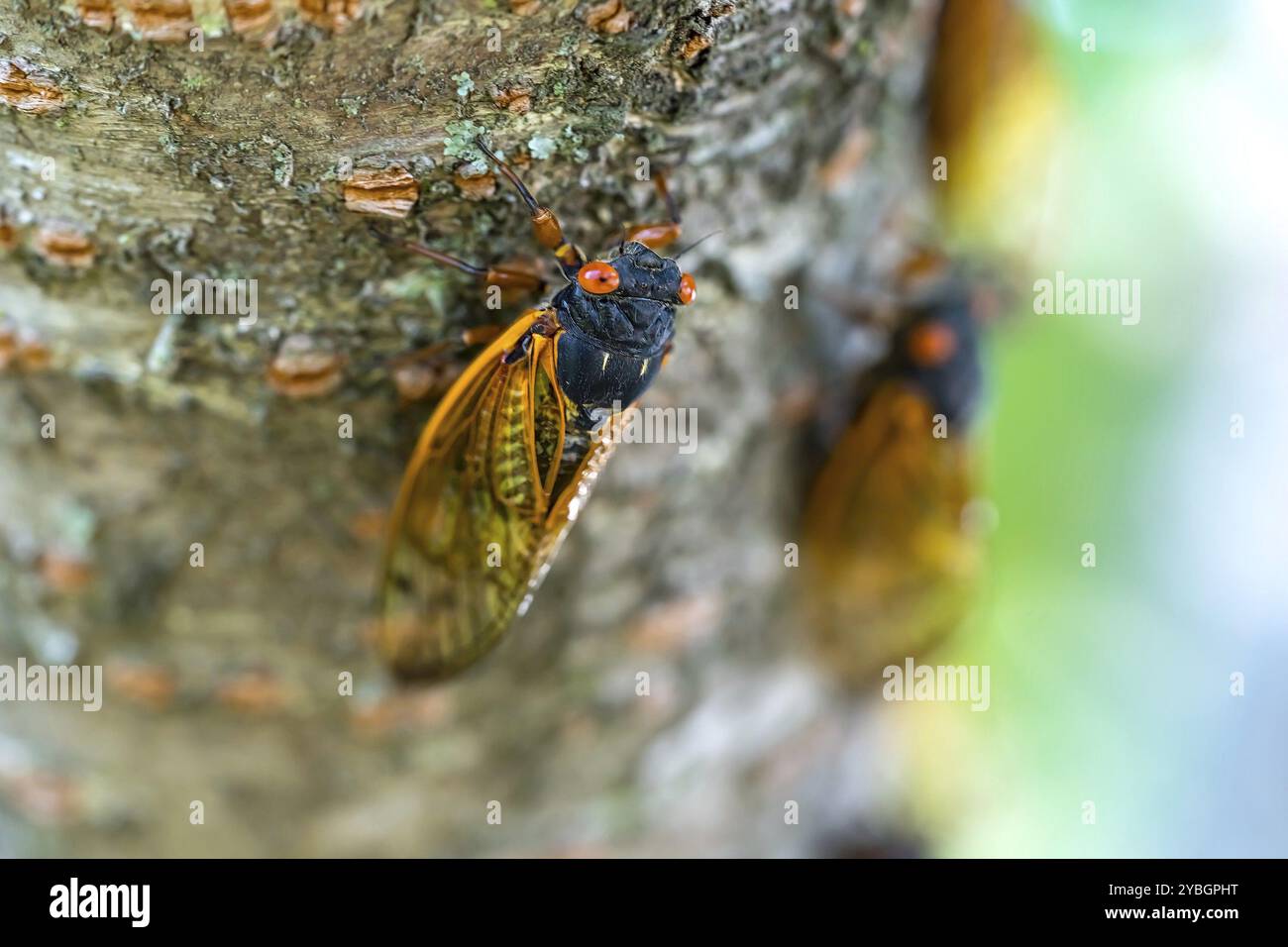 Cicadas fauna insect insects hi-res stock photography and images - Alamy