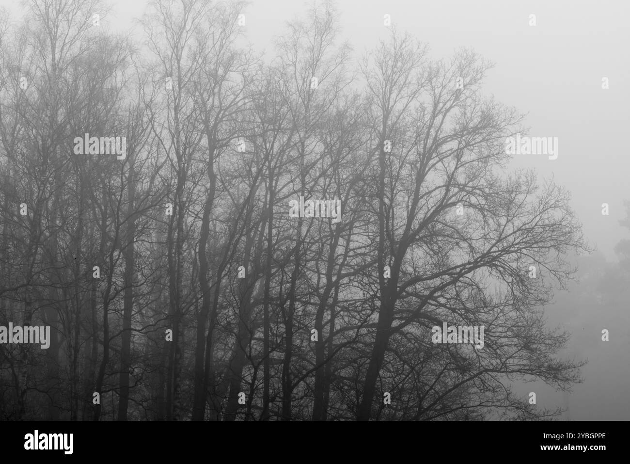 Gray tree outlines in the fog as background picture Stock Photo - Alamy