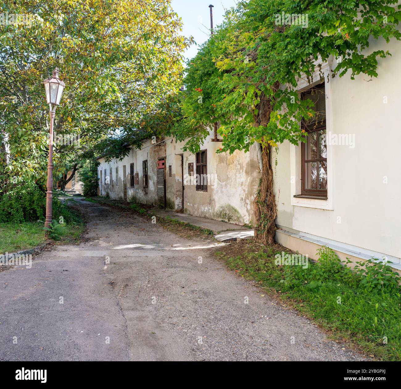 Black locust roots hi-res stock photography and images - Alamy