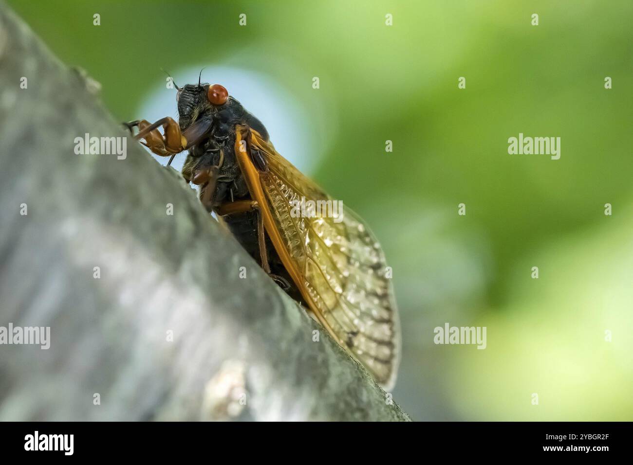 Massive display hi-res stock photography and images - Alamy