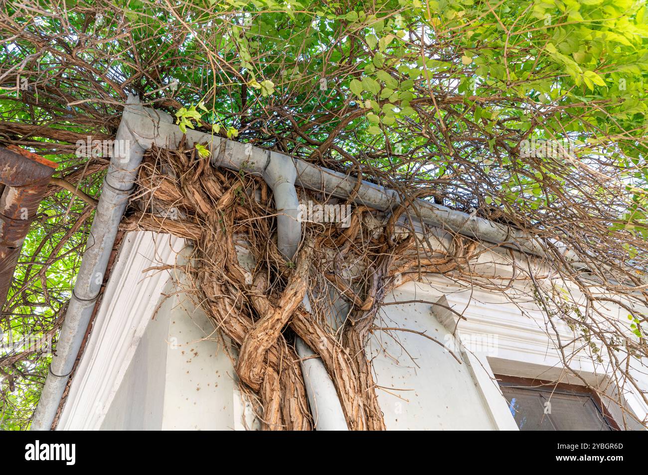 Black locust tree (Robinia pseudoacacia) climbing the wall and intertwined with rainwater gutter ...