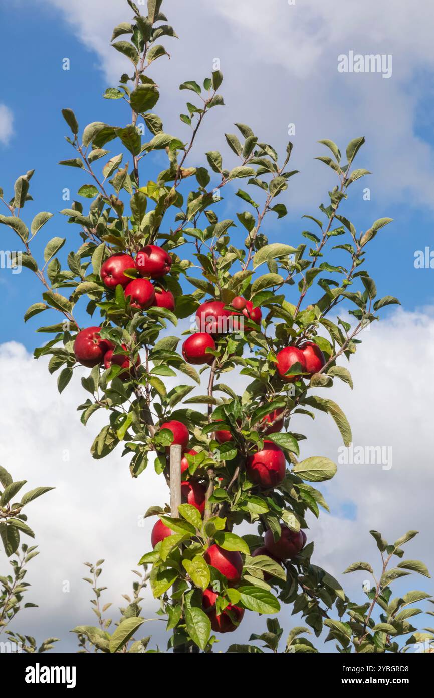 England kent apple trees hi-res stock photography and images - Alamy